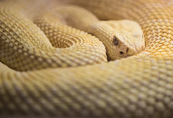 Albino Diamondback Rattlesnake Striking