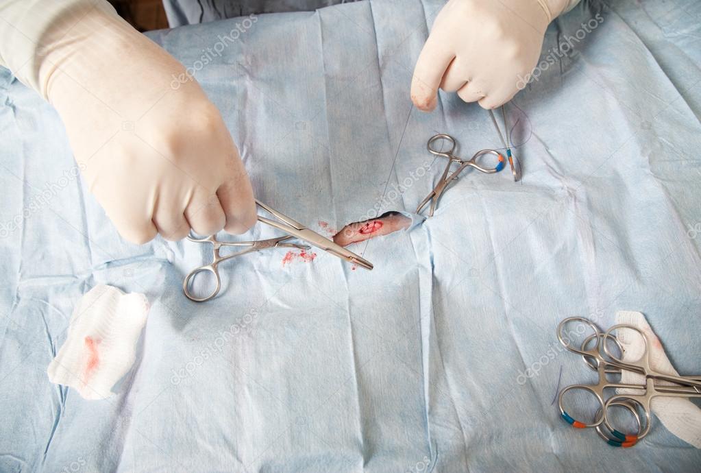 Fotos de Veterinario realizando operación de castración en perro ...