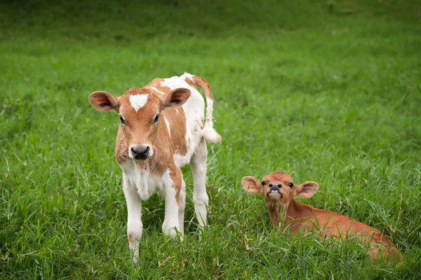 ᐈ Calves stock images, Royalty Free calves photos pictures | download ...