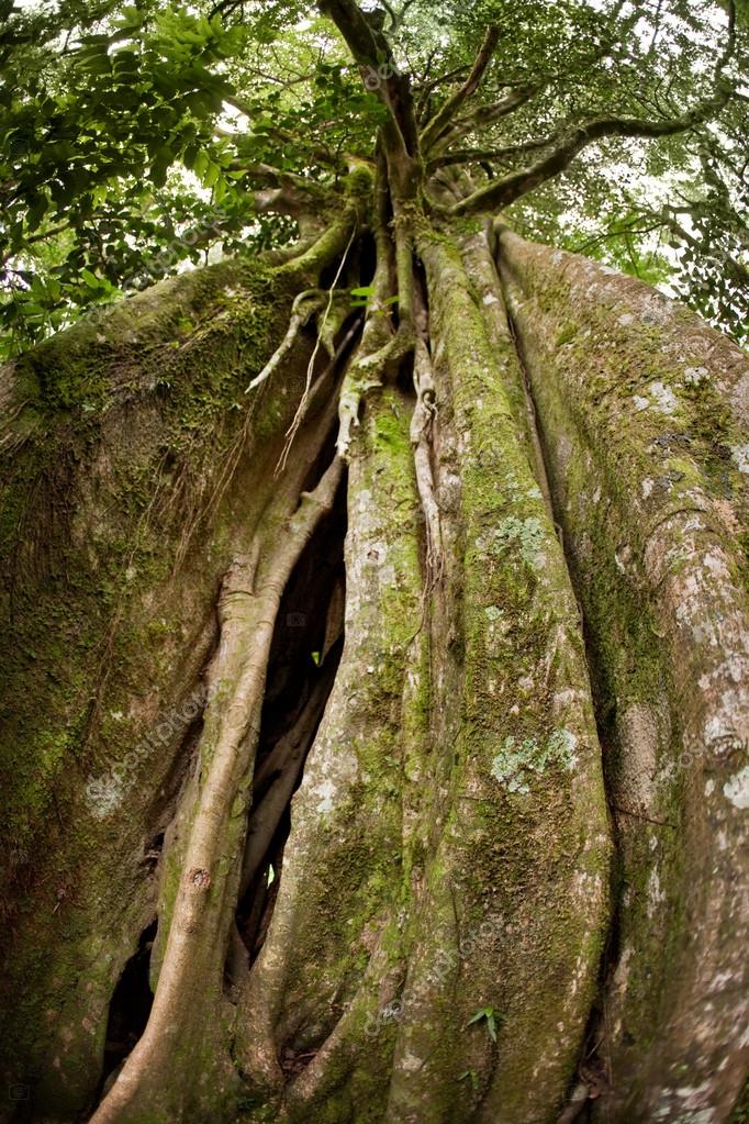 Strangler Fig Tree — Stock Photo © creatista #40318609
