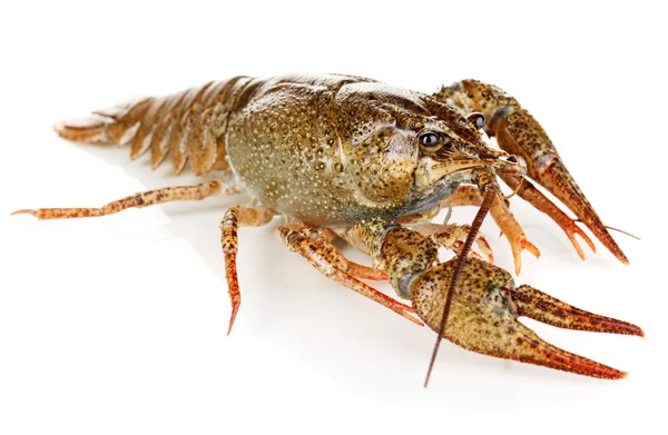 Green crawfish isolated on white close-up Stock Photo by ©belchonock ...