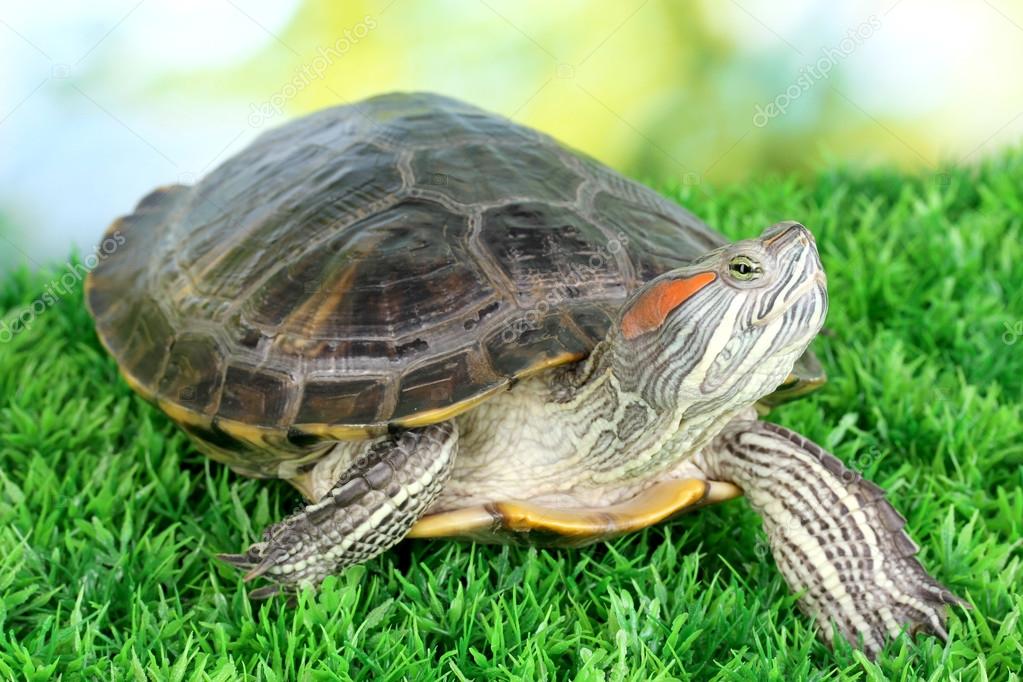 Red ear turtle on grass on bright background — Stock Photo © belchonock ...