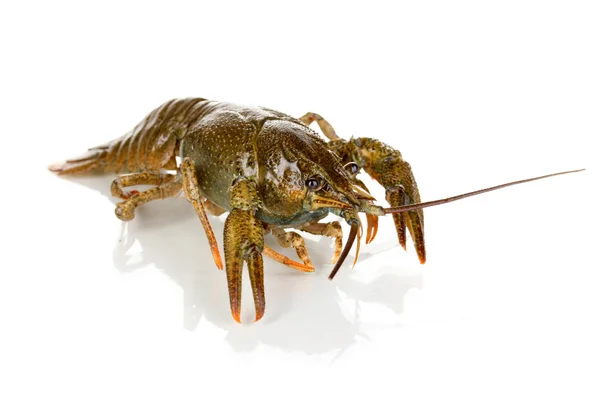 Green crawfish isolated on white close-up Stock Photo by ©belchonock ...
