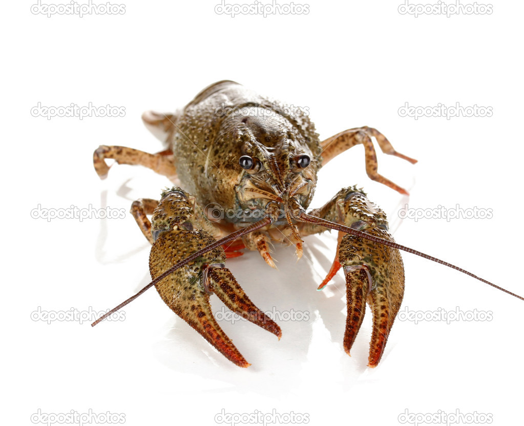 Green crawfish isolated on white close-up Stock Photo by ©belchonock ...