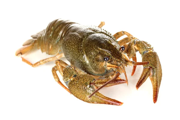 New zealand crayfish Stock Photos, Royalty Free New zealand crayfish ...
