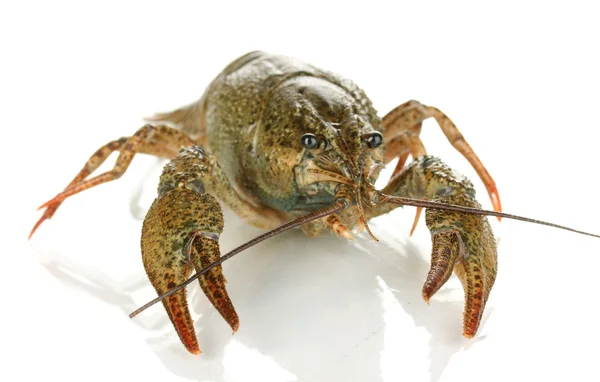 Green crawfish isolated on white close-up Stock Photo by ©belchonock ...