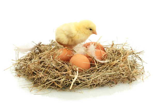 beautiful little chicken and eggs in nest, isolated on the white ...