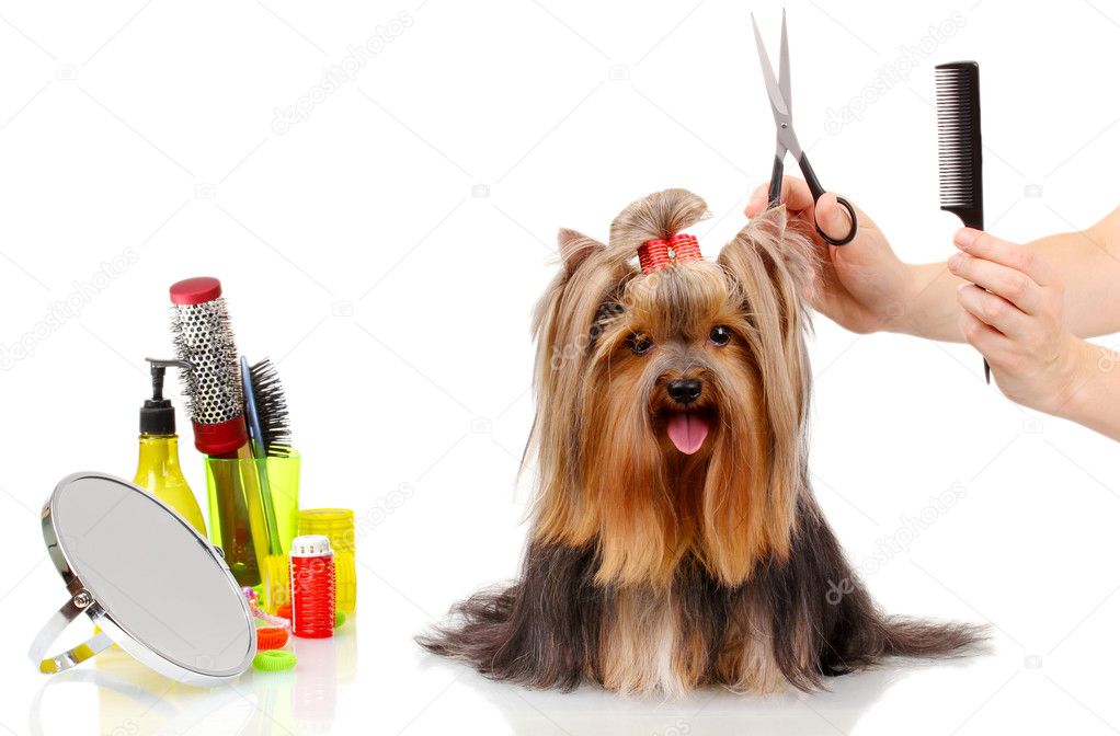 Grooming the yorkshire terrier isolated on white Stock Photo by ...