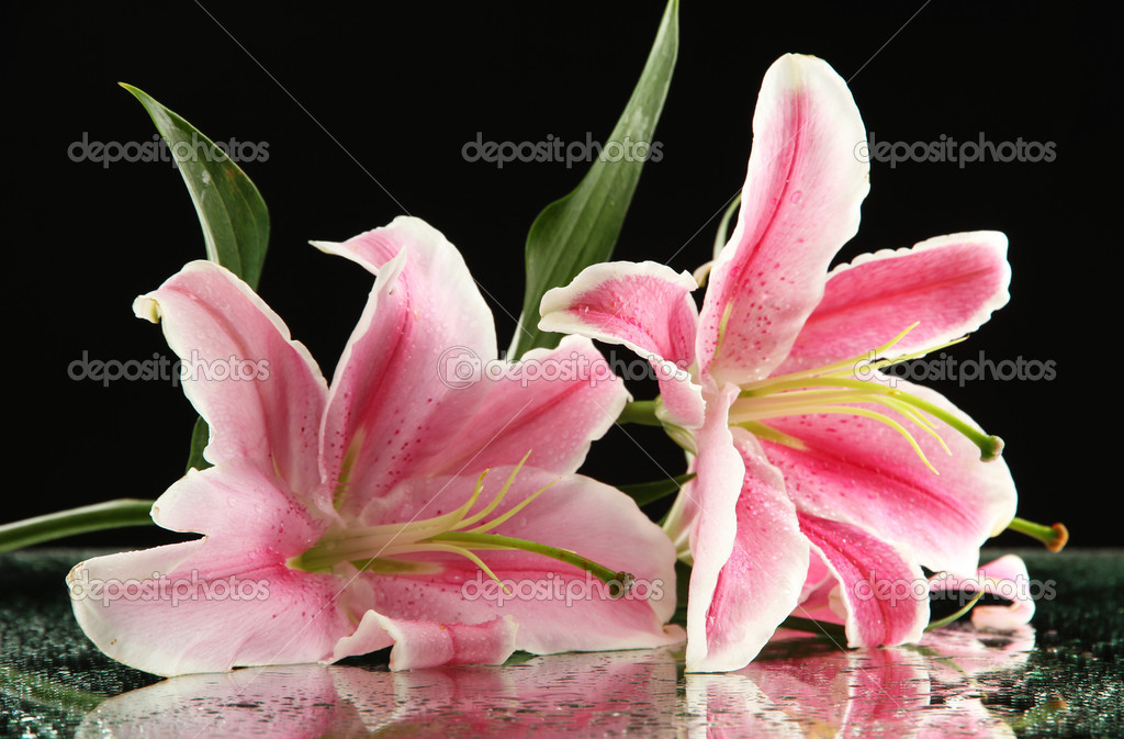 Beautiful pink lily, on black background Stock Photo by ©belchonock ...