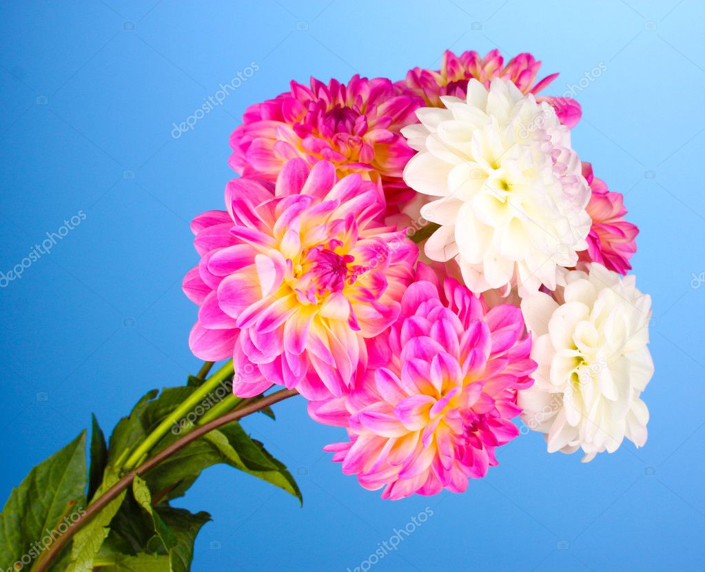 Bouquet of dahilas on color background Stock Photo by ©belchonock 17384455