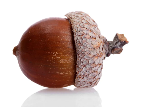 Dried acorn in closeup Stock Photo by ©Dionisvera 10298860