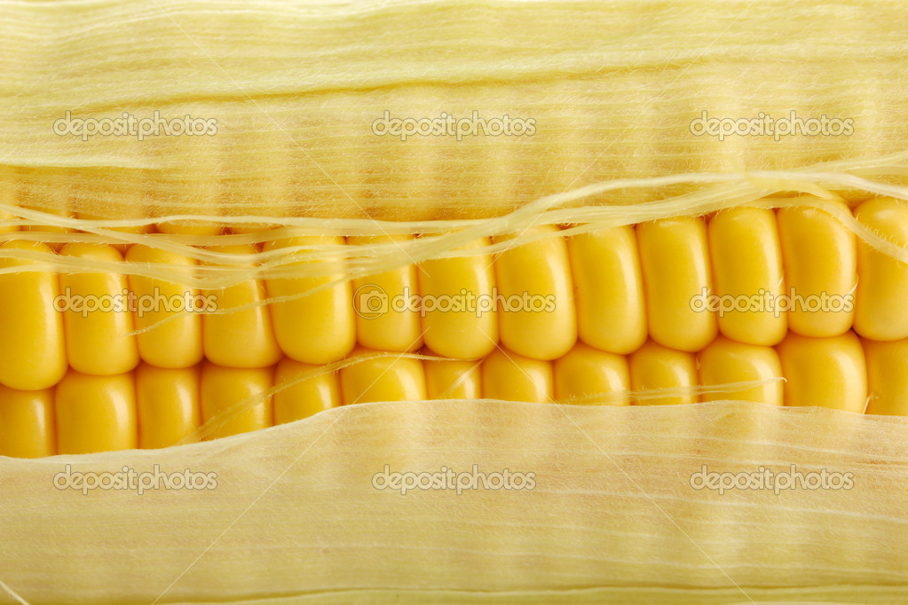 Fresh corn, close up — Stock Photo © belchonock #18169329