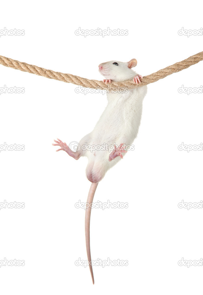 Funny little rat on rope, isolated on white Stock Photo by ©belchonock ...