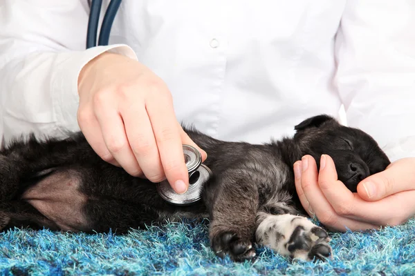 Small animal Stock Photos, Royalty Free Small animal Images | Depositphotos