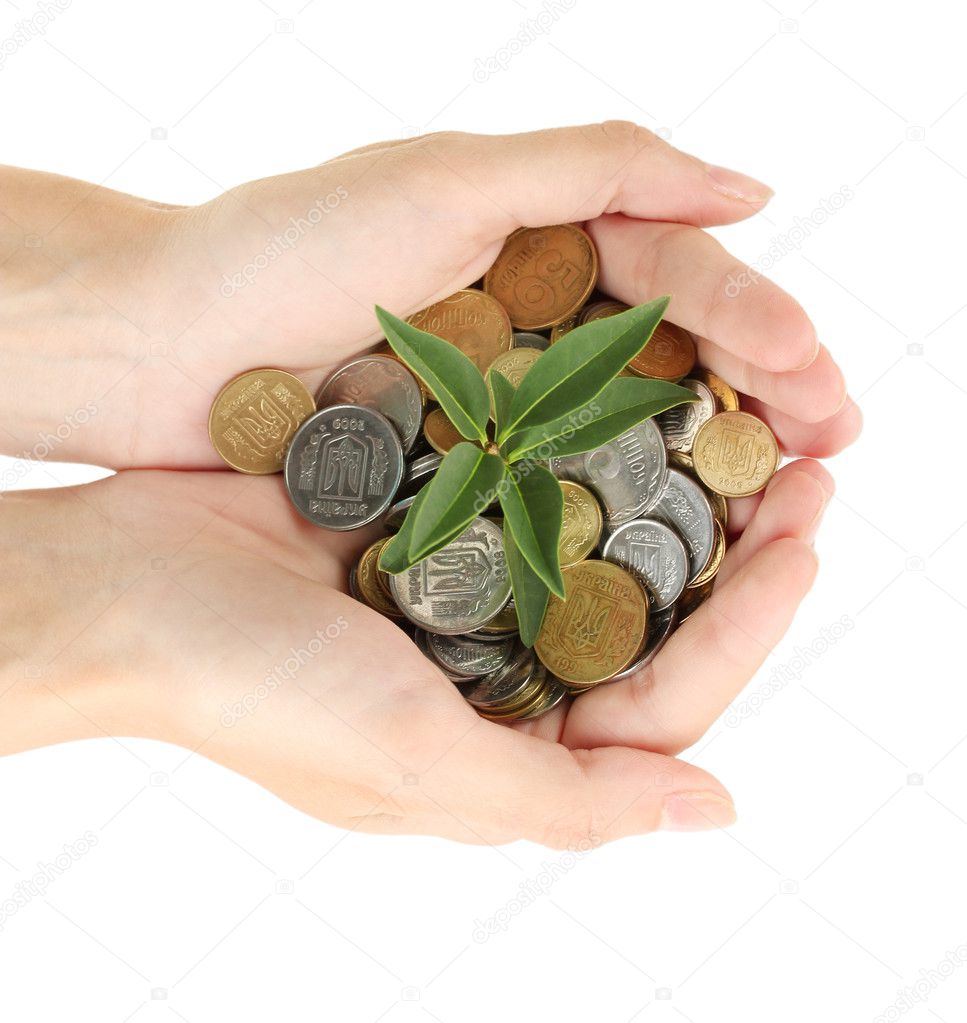 Woman's hands are holding a money tree on white background close-up ...