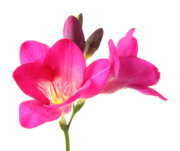 Pink freesia flower, isolated on white — Stock Photo © belchonock #20663653