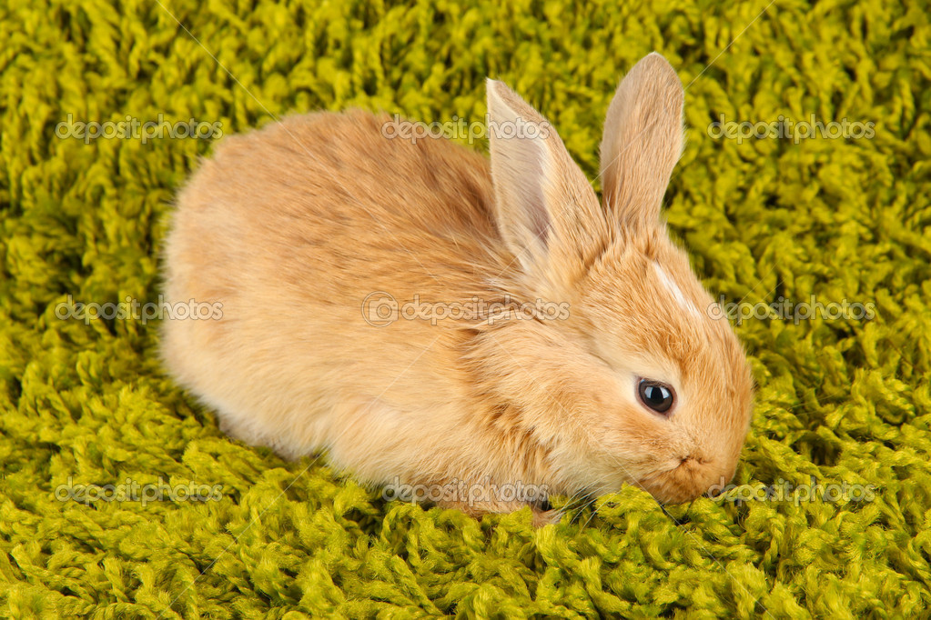 Fluffy foxy rabbit on carpet close-up Stock Photo by ©belchonock 21770865