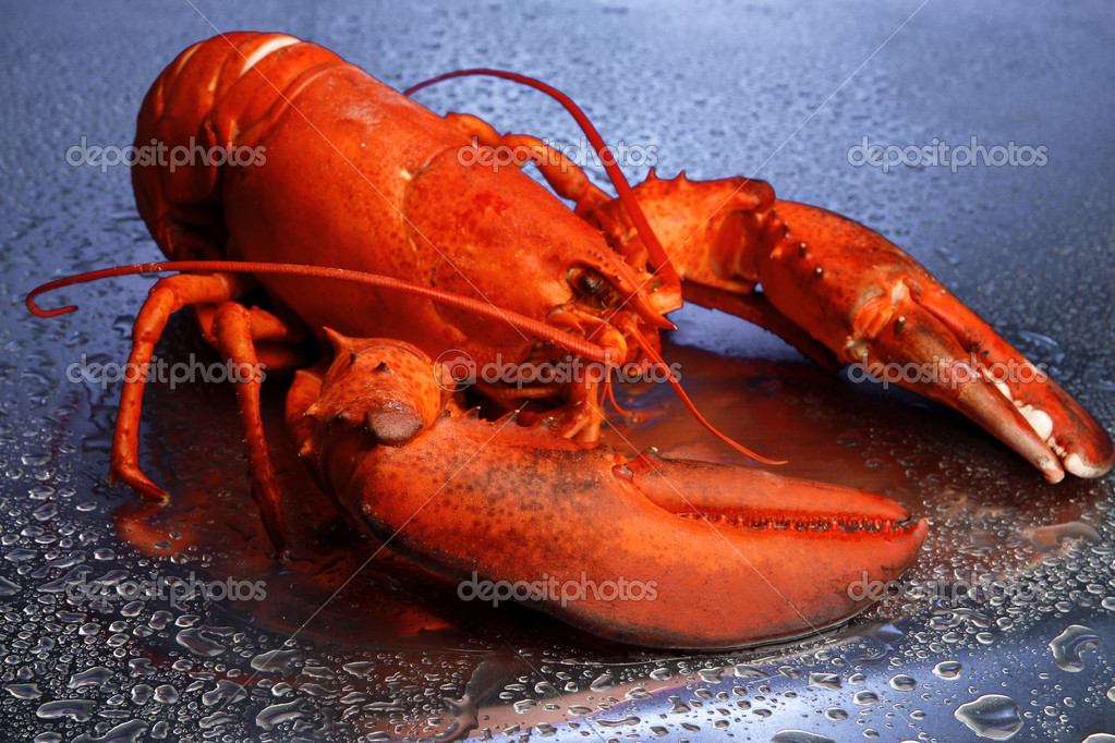 Red lobster on blue background — Stock Photo © belchonock #21923633