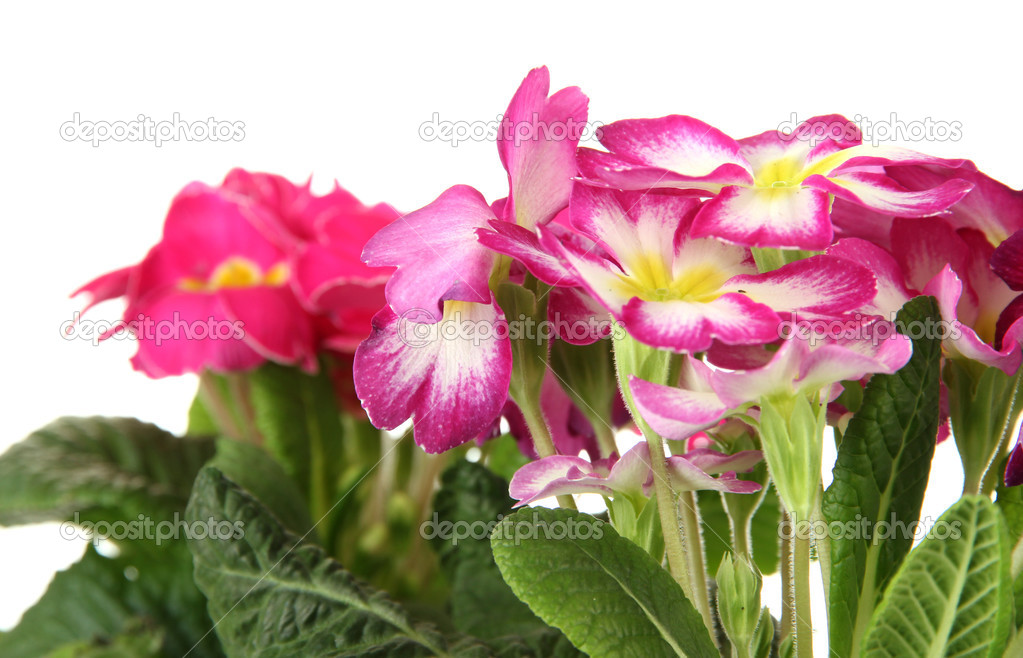Beautiful pink primulas, isolated on white Stock Photo by ©belchonock ...