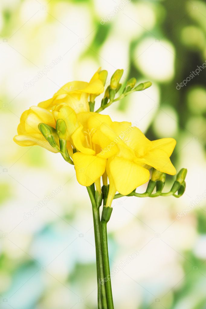 Beautiful freesias, on green background Stock Photo by ©belchonock 23002234