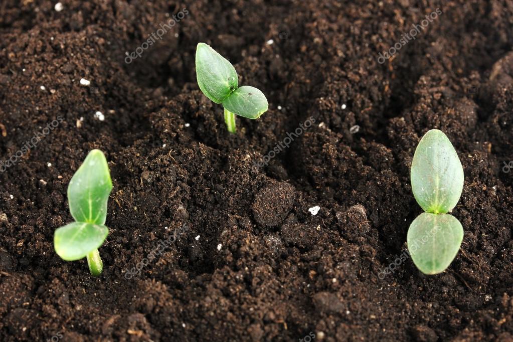 Plántulas verdes que crecen del suelo close-u 2022