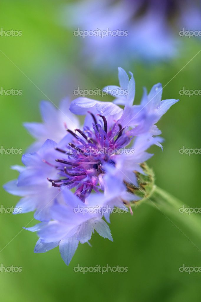 Beautiful cornflower on green background Stock Photo by ©belchonock ...