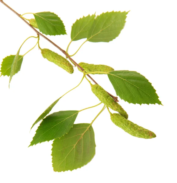 Close-up of white birch branch on white Stock Photo by ©nanka-photo 4343005