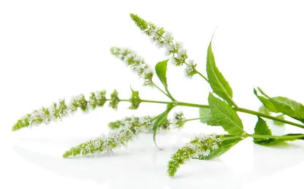 Basil flower Stock Photo by ©sommaill 28464069