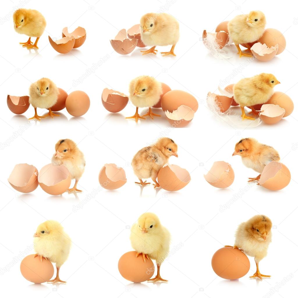 Collage of beautiful little chickens and eggs Stock Photo by ...