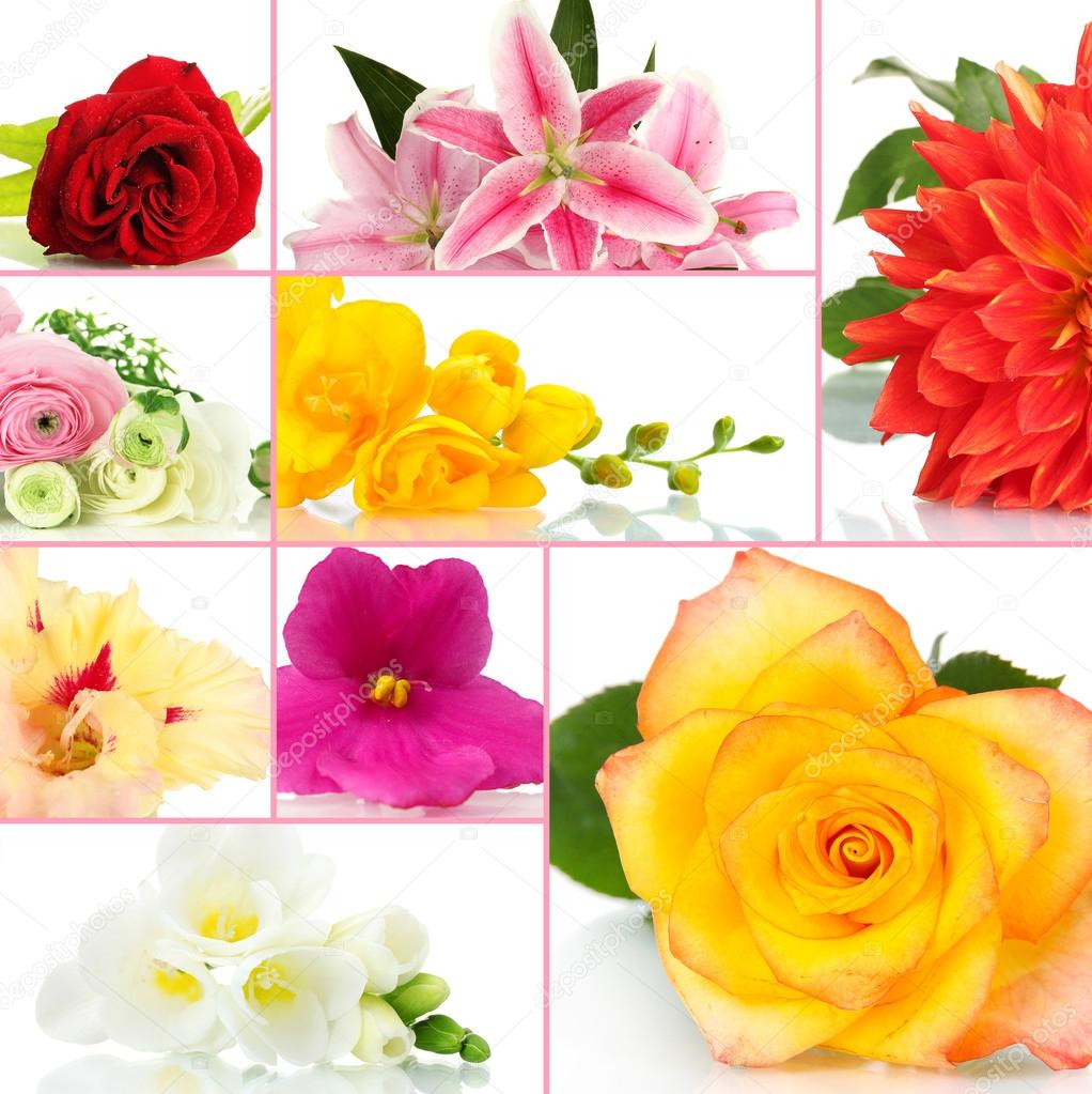 Collage of different beautiful flowers — Stock Photo © belchonock #31720683
