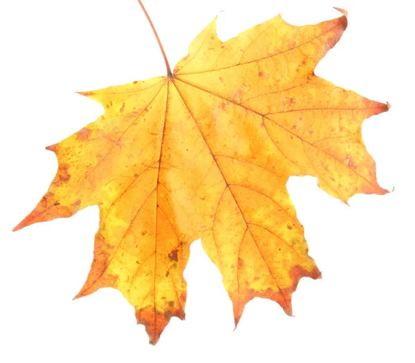 Back Side Broken Autumn Leaf Maple Tree Isolated White Background Stock ...