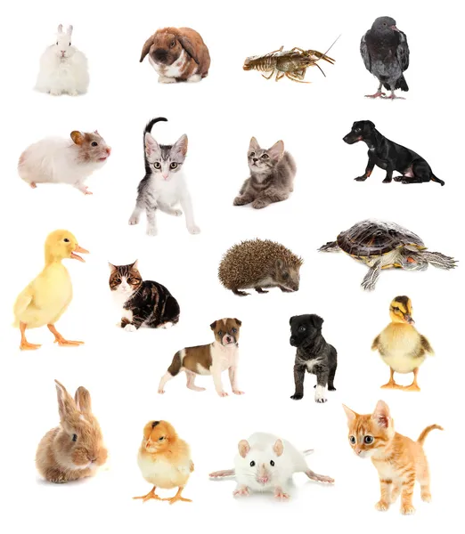 Collage of different pets isolated on white — Stock Photo © belchonock ...