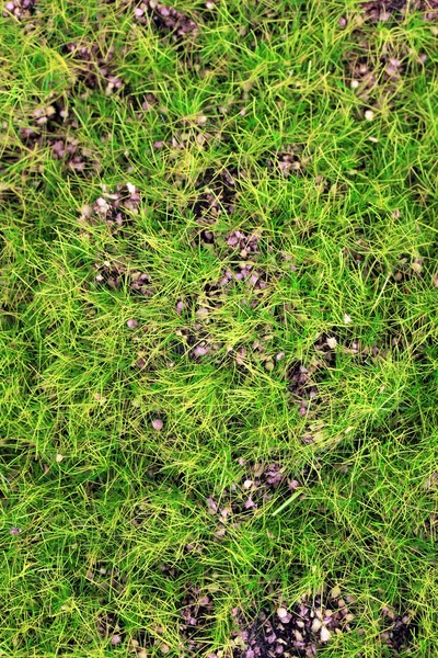 Pickle grass Stock Photos, Royalty Free Pickle grass Images | Depositphotos