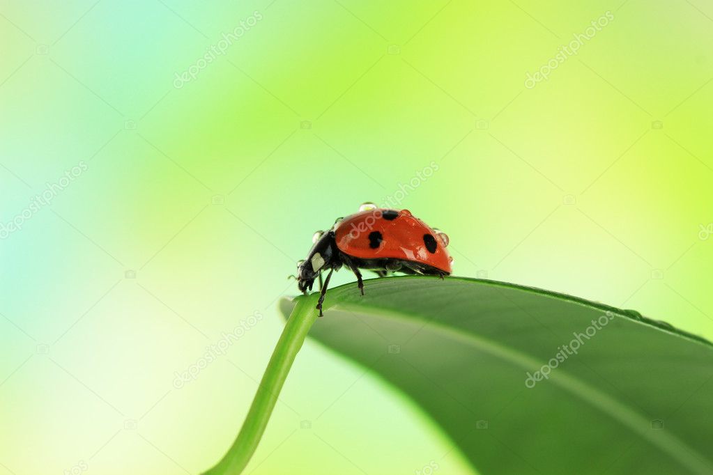 Beautiful ladybird on green leaf — Stock Photo © belchonock #34636631