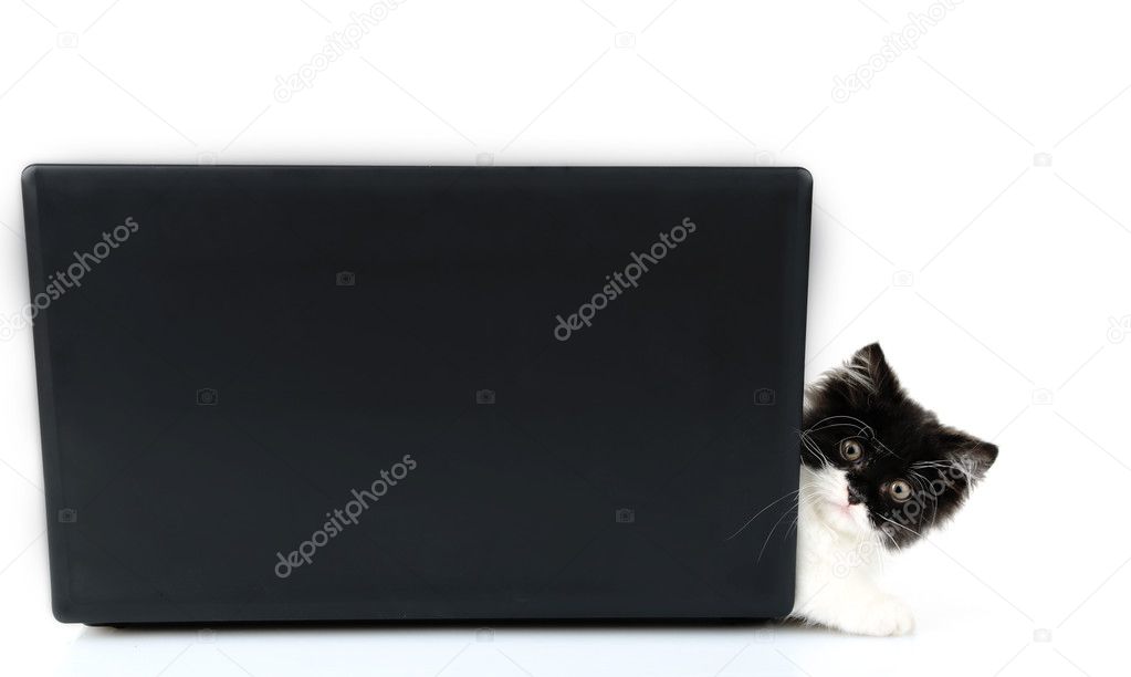 Little cute kitten and laptop, isolated on white Stock Photo by ...