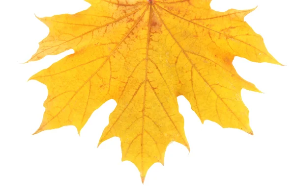 Back Side Broken Autumn Leaf Maple Tree Isolated White Background Stock ...