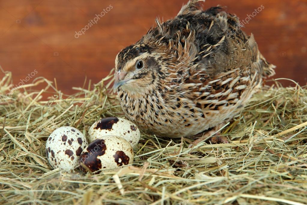 Young quail with eggs on straw on wooden background — Stock Photo ...