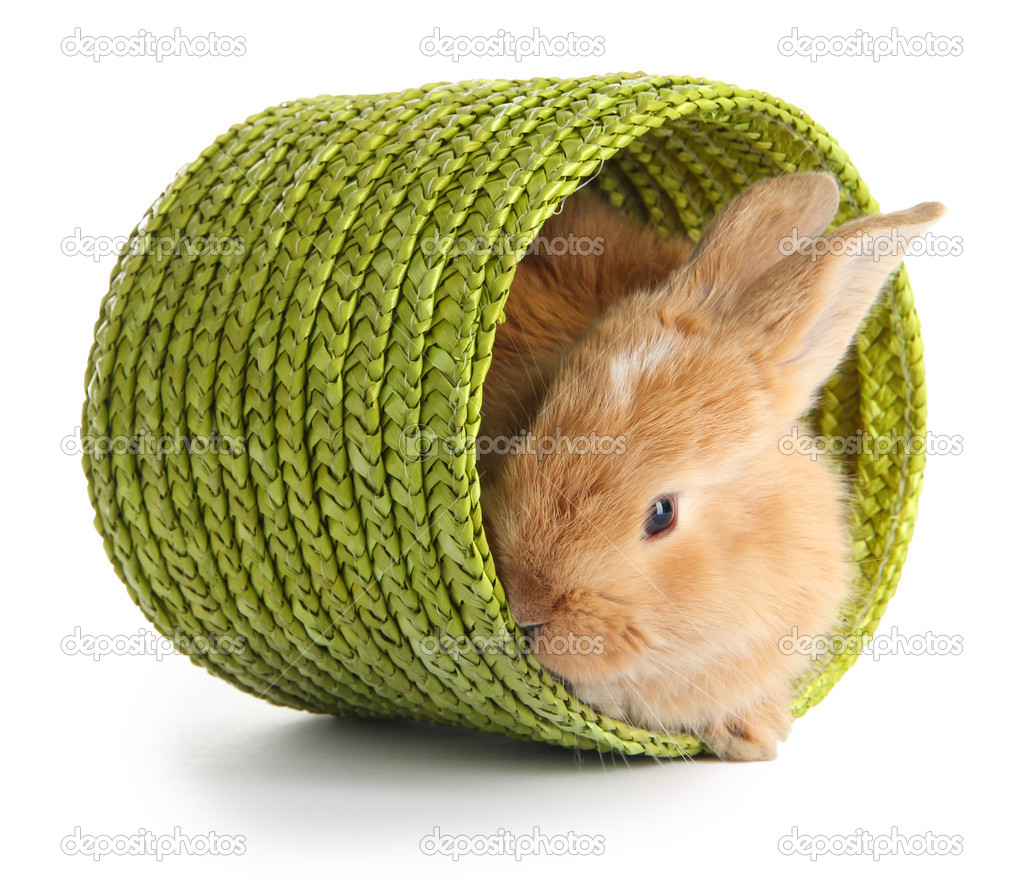 Fluffy foxy rabbit in wicker basket isolated on white Stock Photo by ...