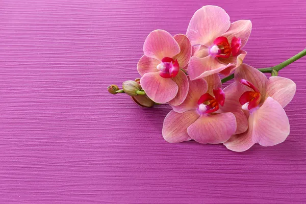 Orchids background Stock Photos, Royalty Free Orchids background Images ...