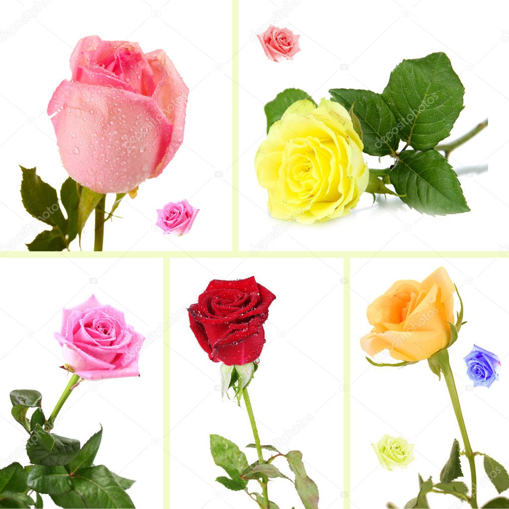 Beautiful roses collage — Stock Photo © belchonock #36685547