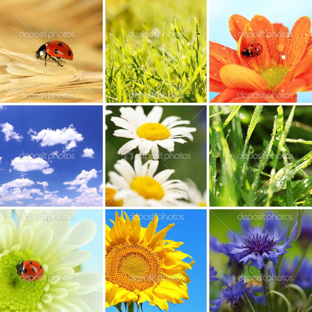 Collage of beautiful nature Stock Photo by ©belchonock 36856319