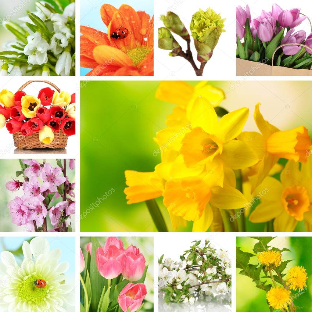 Spring flowers collage — Stock Photo © belchonock #36959855