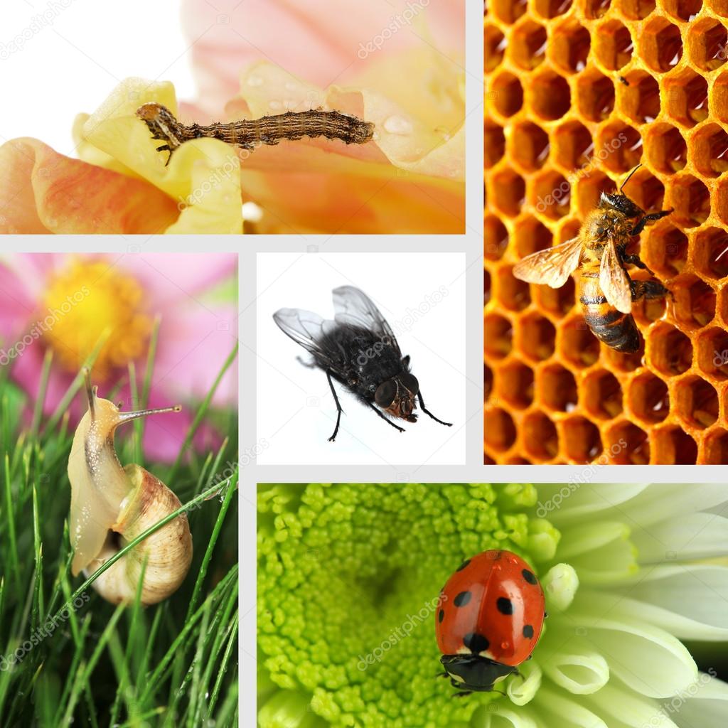 Collage of insects — Stock Photo © belchonock #37163273