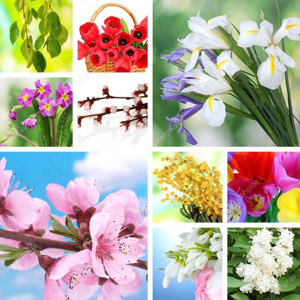 Spring flowers collage — Stock Photo © belchonock #37163405