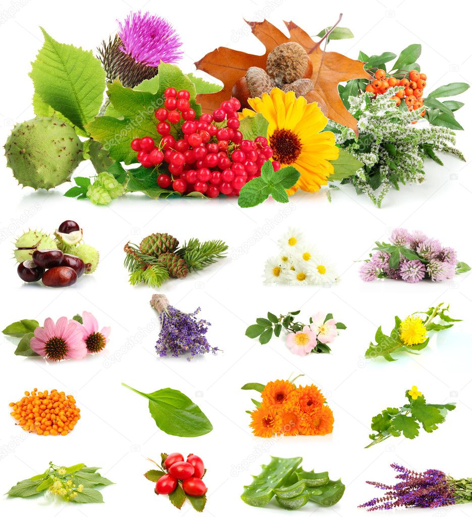 Collage of herbs and plants isolated on white — Stock Photo ...