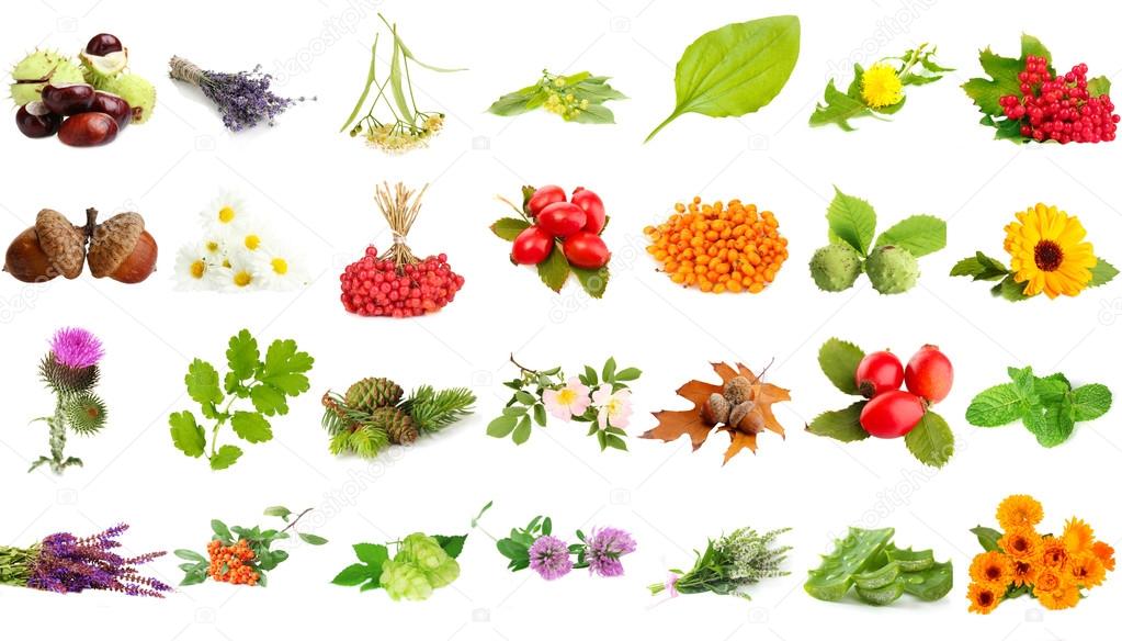 Collage of herbs and plants isolated on white — Stock Photo ...