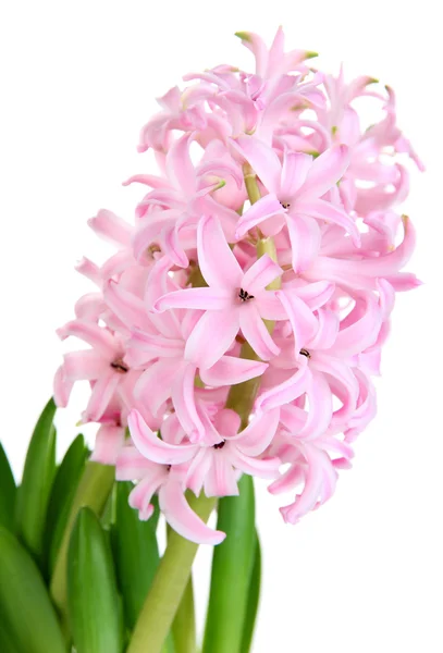 Pink Hyacinth flowers Stock Photo by ©Timmary 61814479