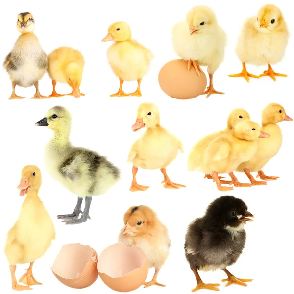 Chick Stock Photos, Royalty Free Chick Images | Depositphotos