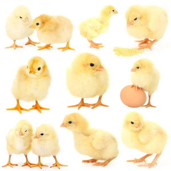Pollito fotos de stock, imágenes de Pollito sin royalties | Depositphotos
