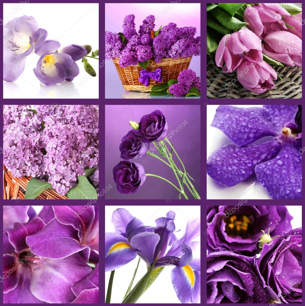 Collage de diferentes flores púrpuras 2024